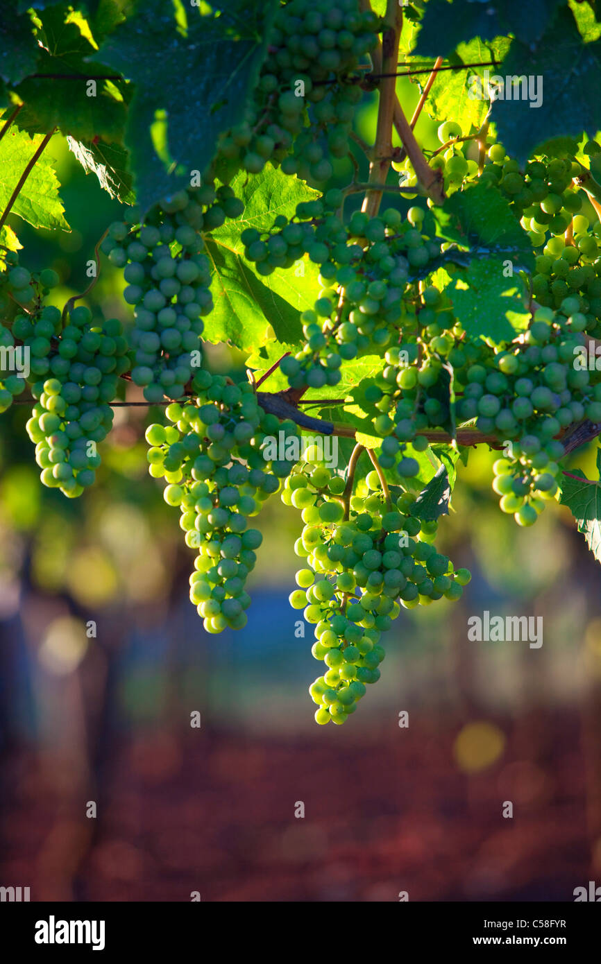 agriculture, background, bunch, close up, colour, Croatia, crop, day ...
