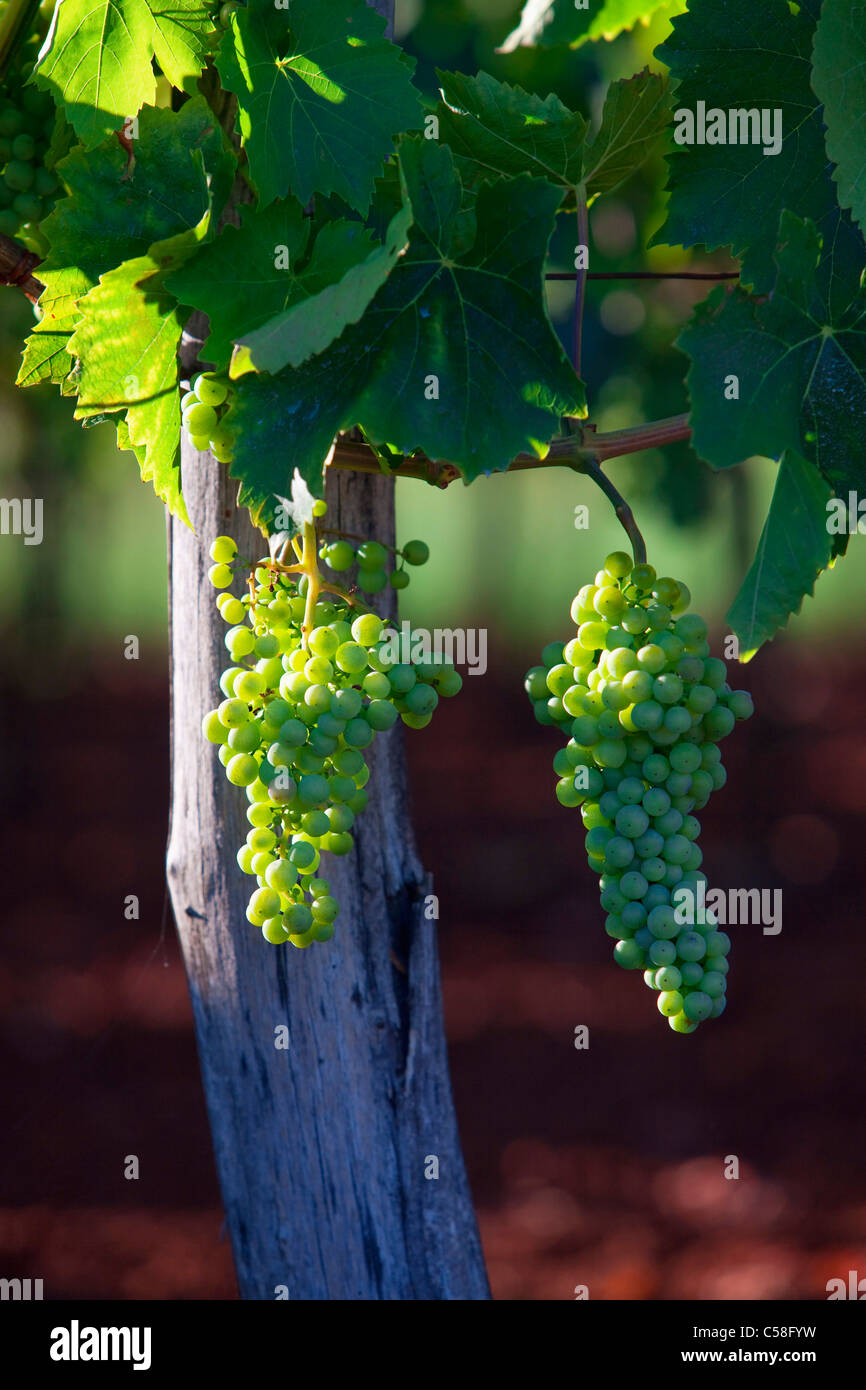 agriculture, background, bunch, close up, colour, Croatia, crop, day ...