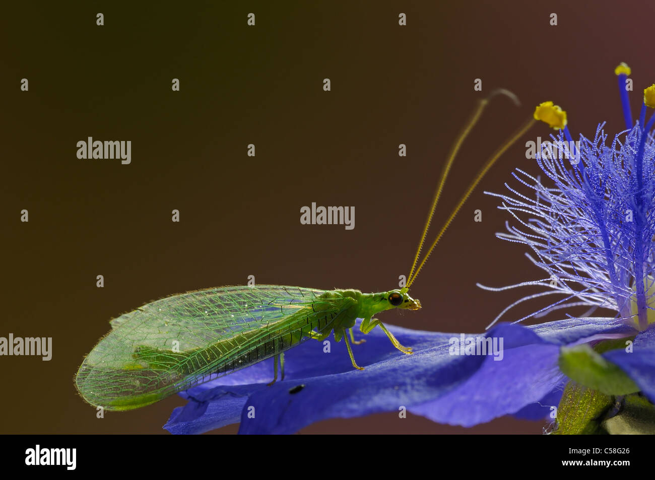 Chrysopa.perla of flowering Stock Photo - Alamy