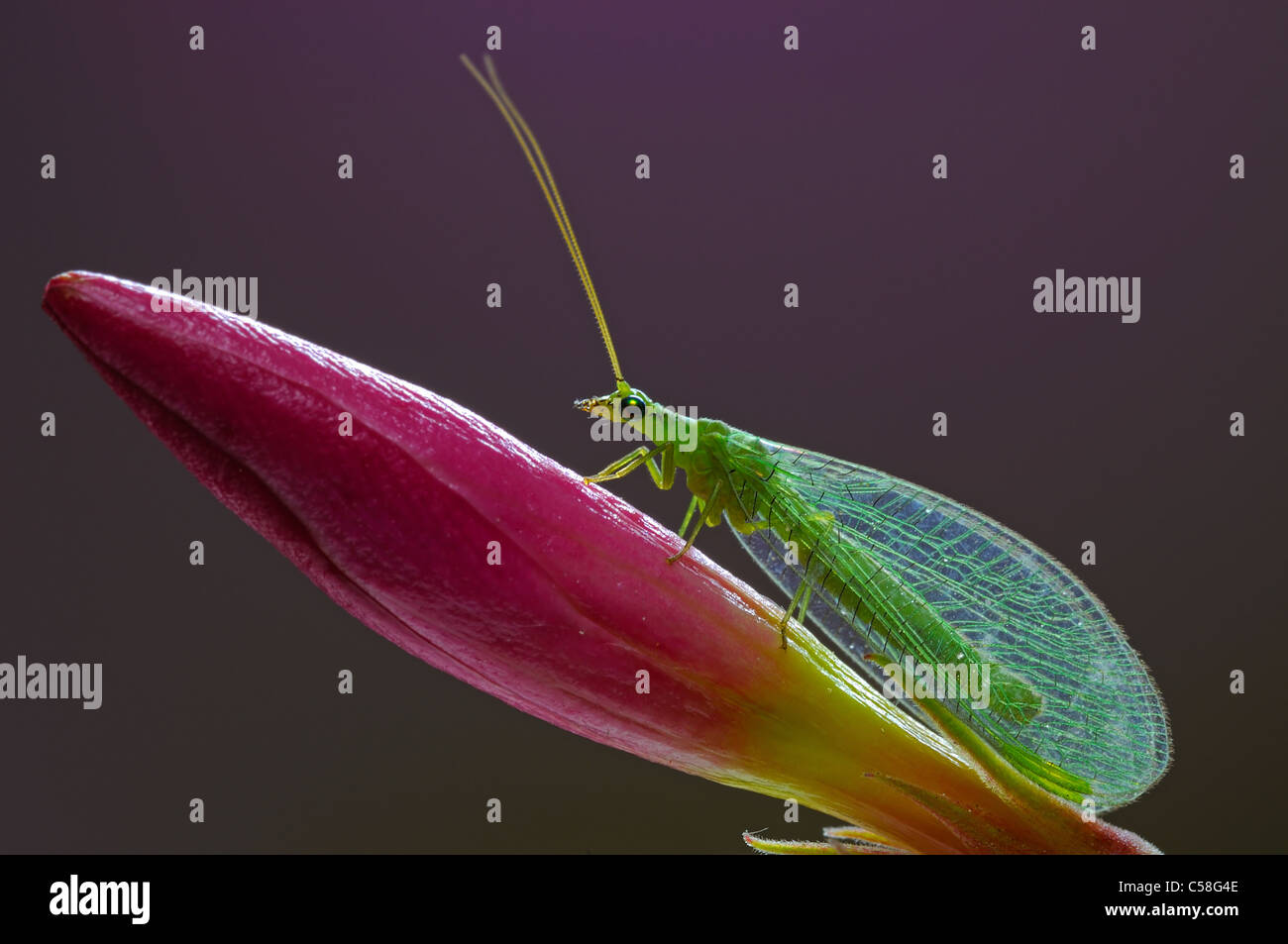 Chrysopa perla hi-res stock photography and images - Alamy