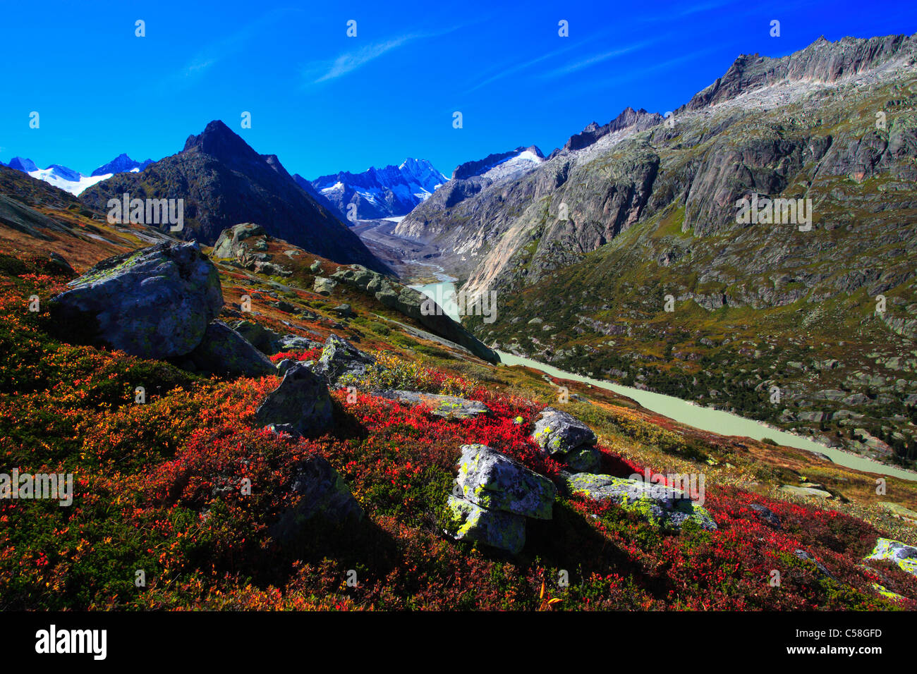 Alps, Alpine flora, Alpine panorama, view, mountains, mountain panorama ...