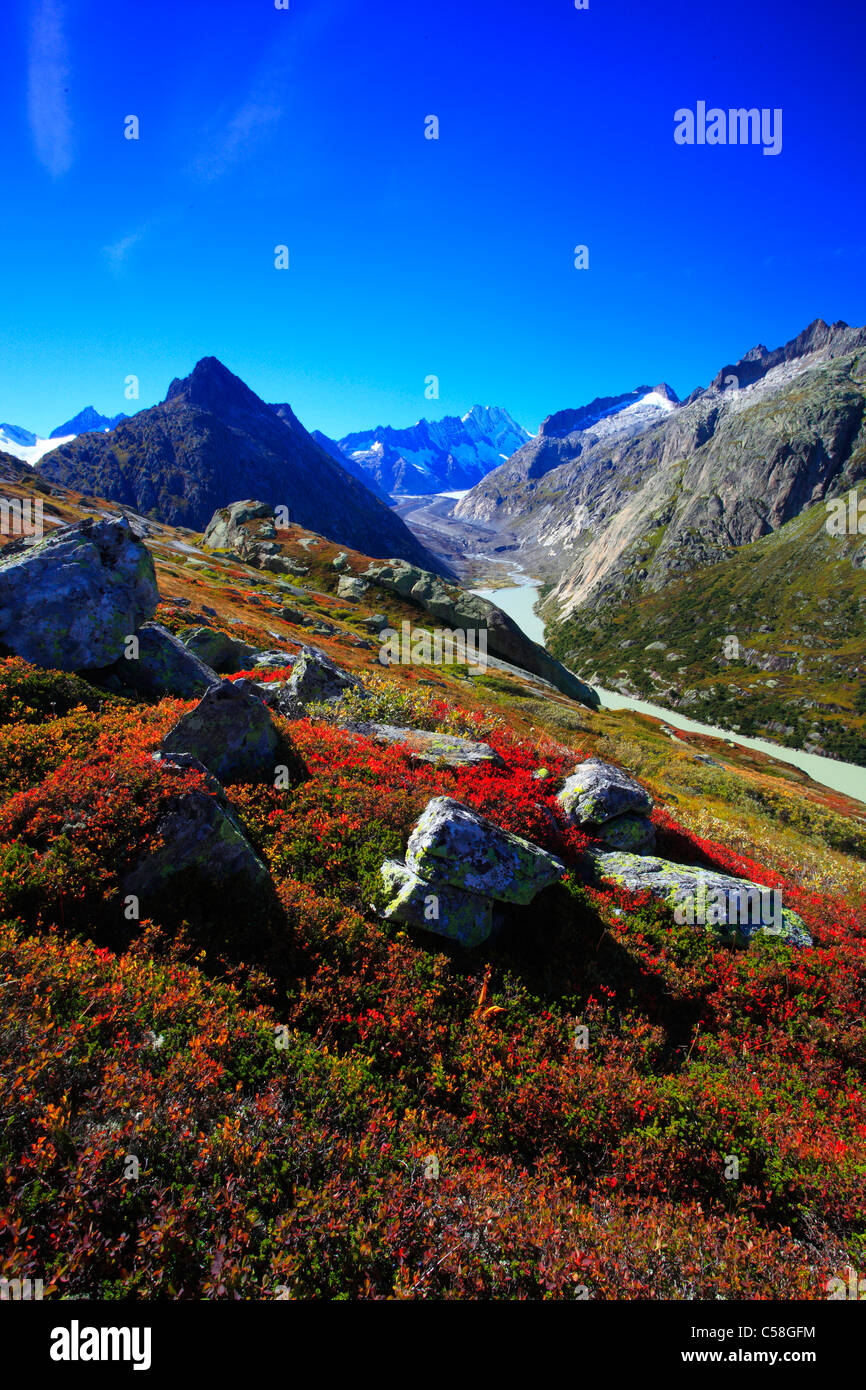 Alps, Alpine flora, Alpine panorama, view, mountains, mountain panorama ...