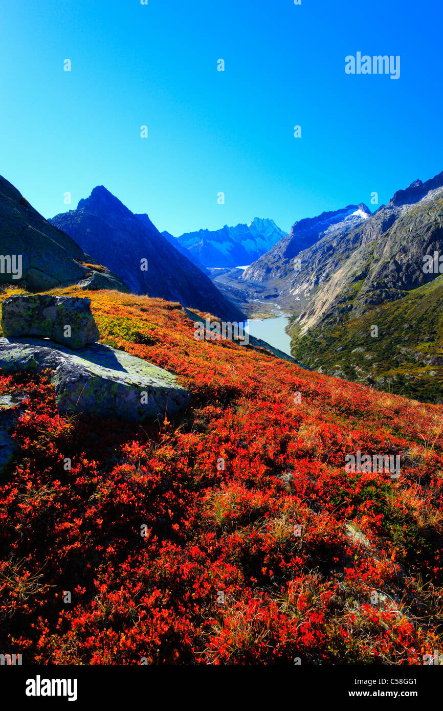 Alps, Alpine flora, Alpine panorama, view, mountains, mountain panorama ...