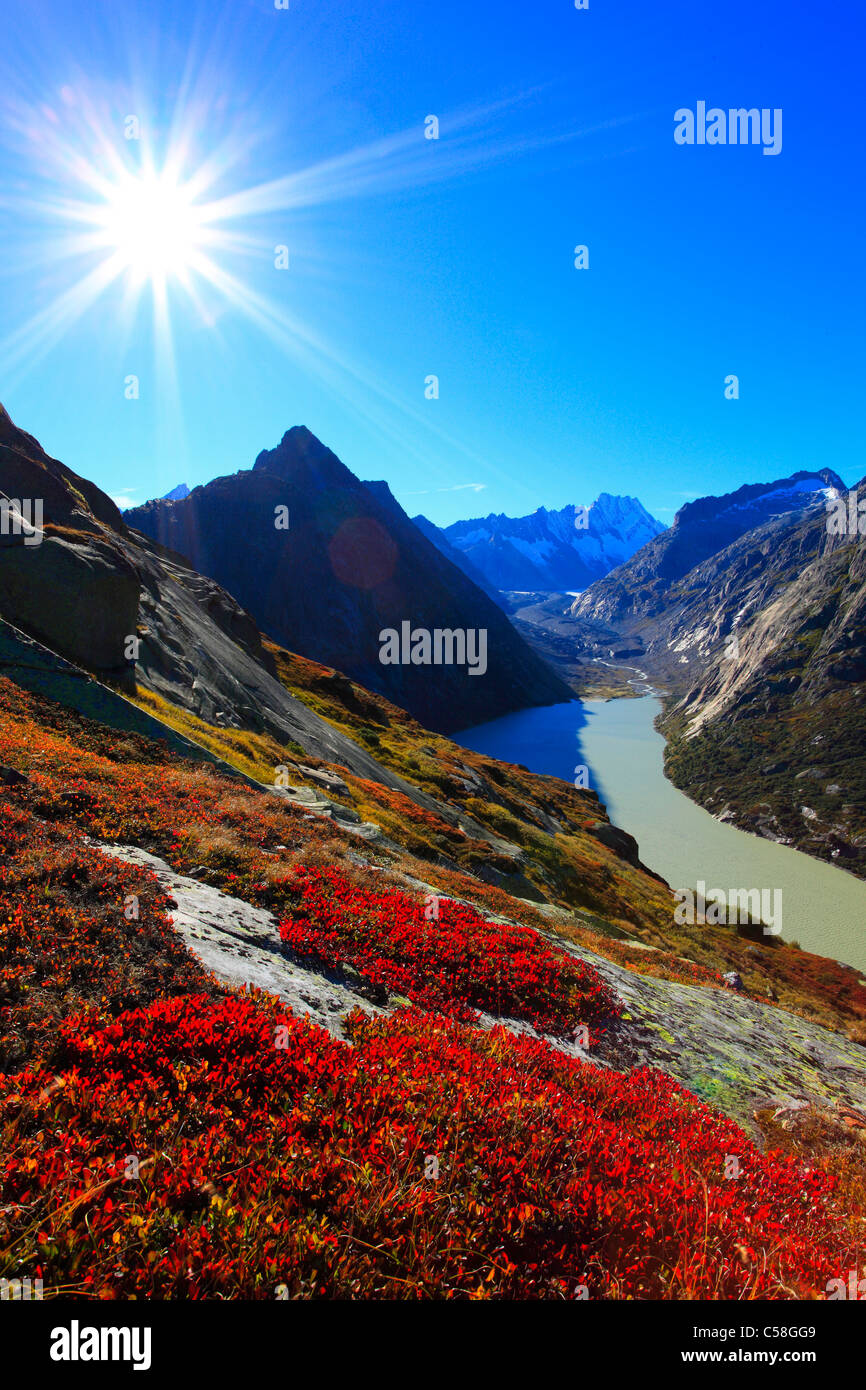 Alps, Alpine flora, Alpine panorama, view, mountains, mountain panorama ...