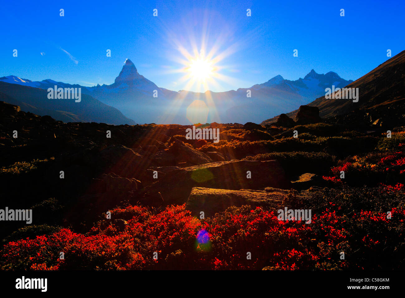Evening, Alps, Alpine flora, Alpine panorama, view, mountains, mountain ...