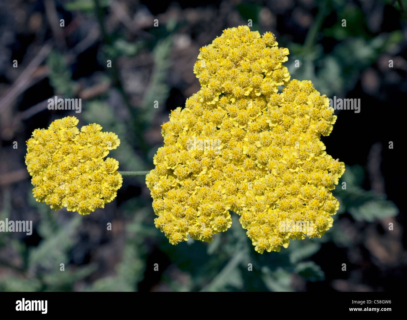 Yarrow flower hi-res stock photography and images - Alamy