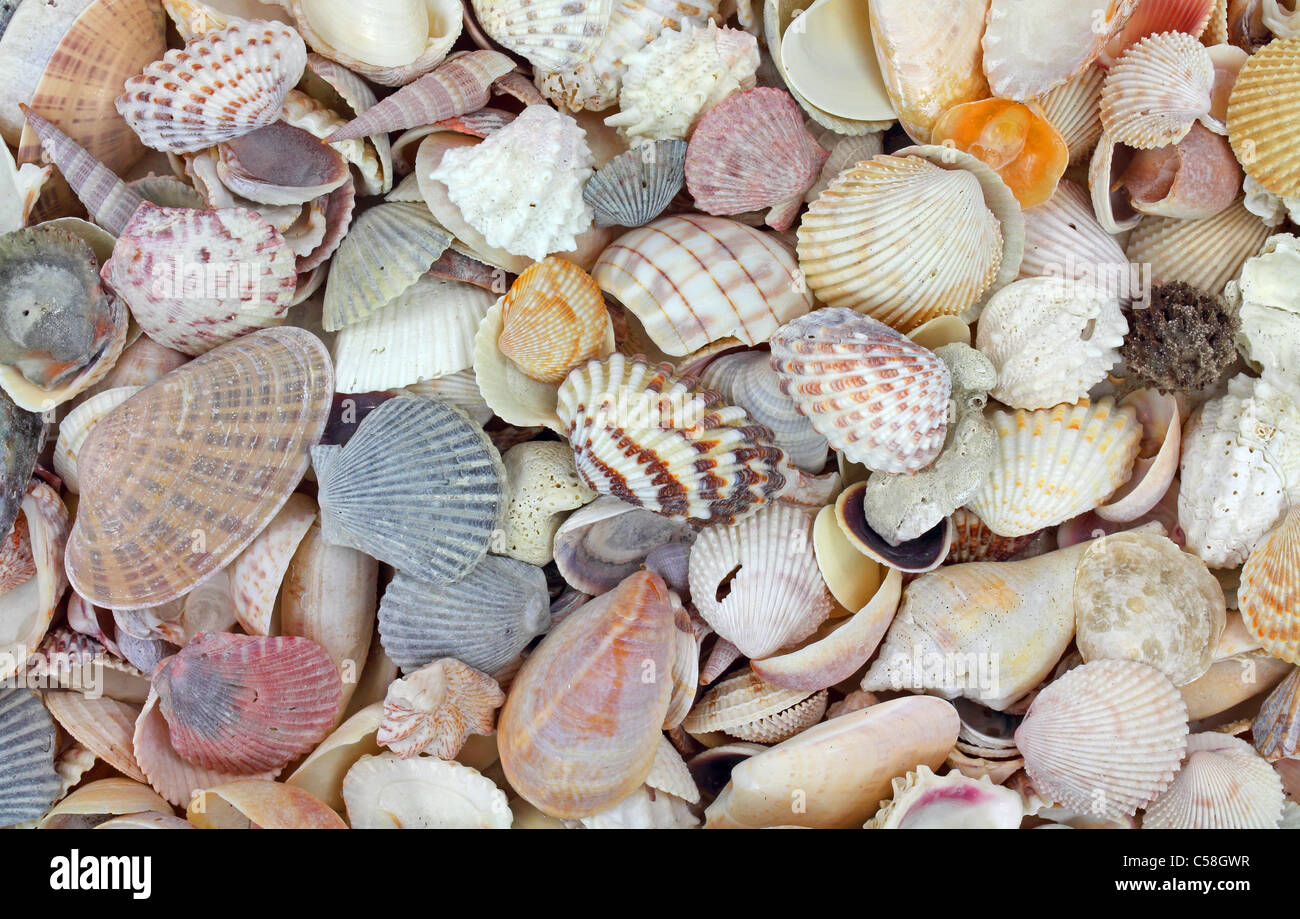 Small mollusks hi-res stock photography and images - Alamy