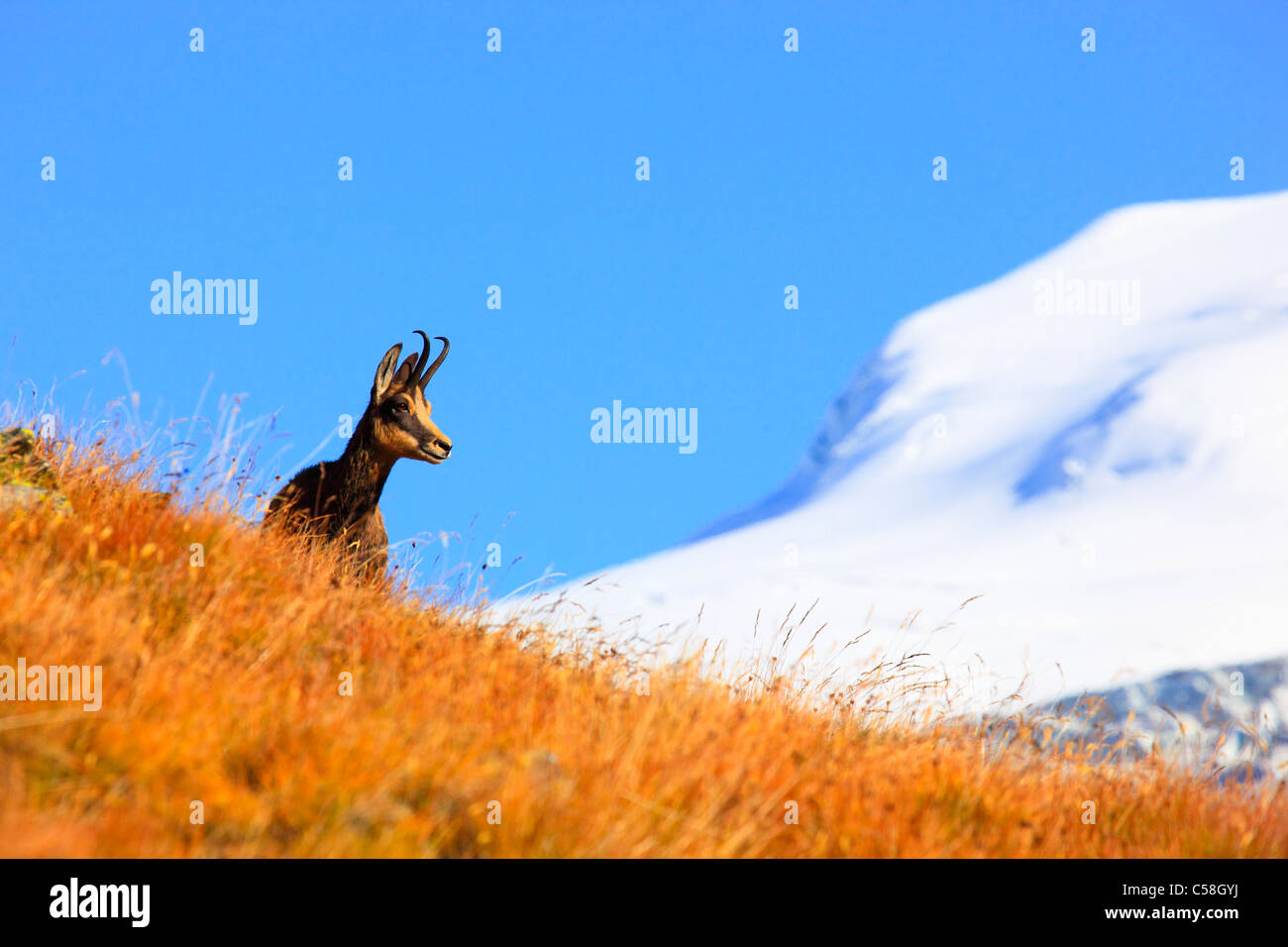 1, Alps, fauna, Alpine fauna, mountains, mountain fauna, mountain world ...