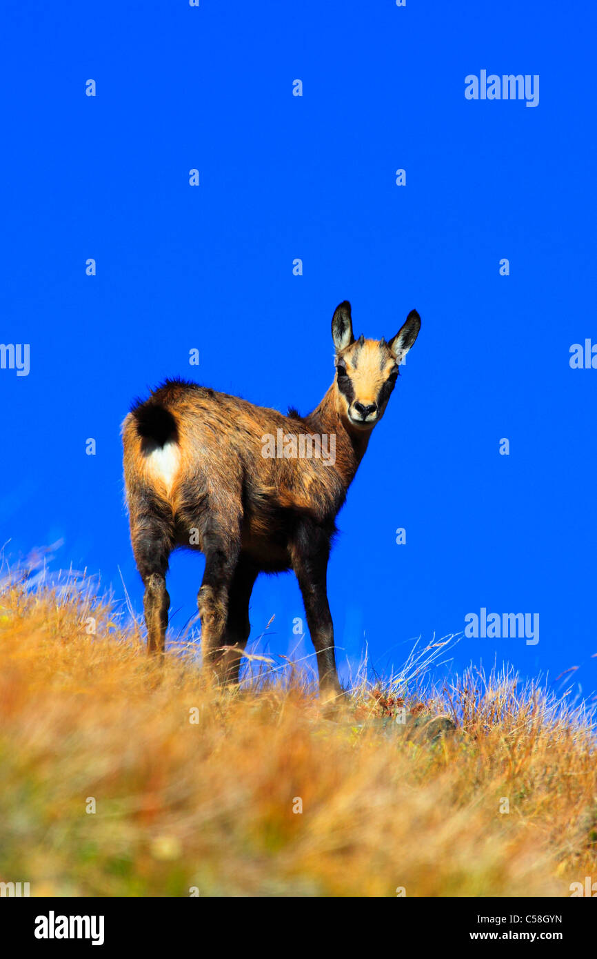 1, Alps, fauna, Alpine fauna, baby, mountains, mountain fauna, mountain ...