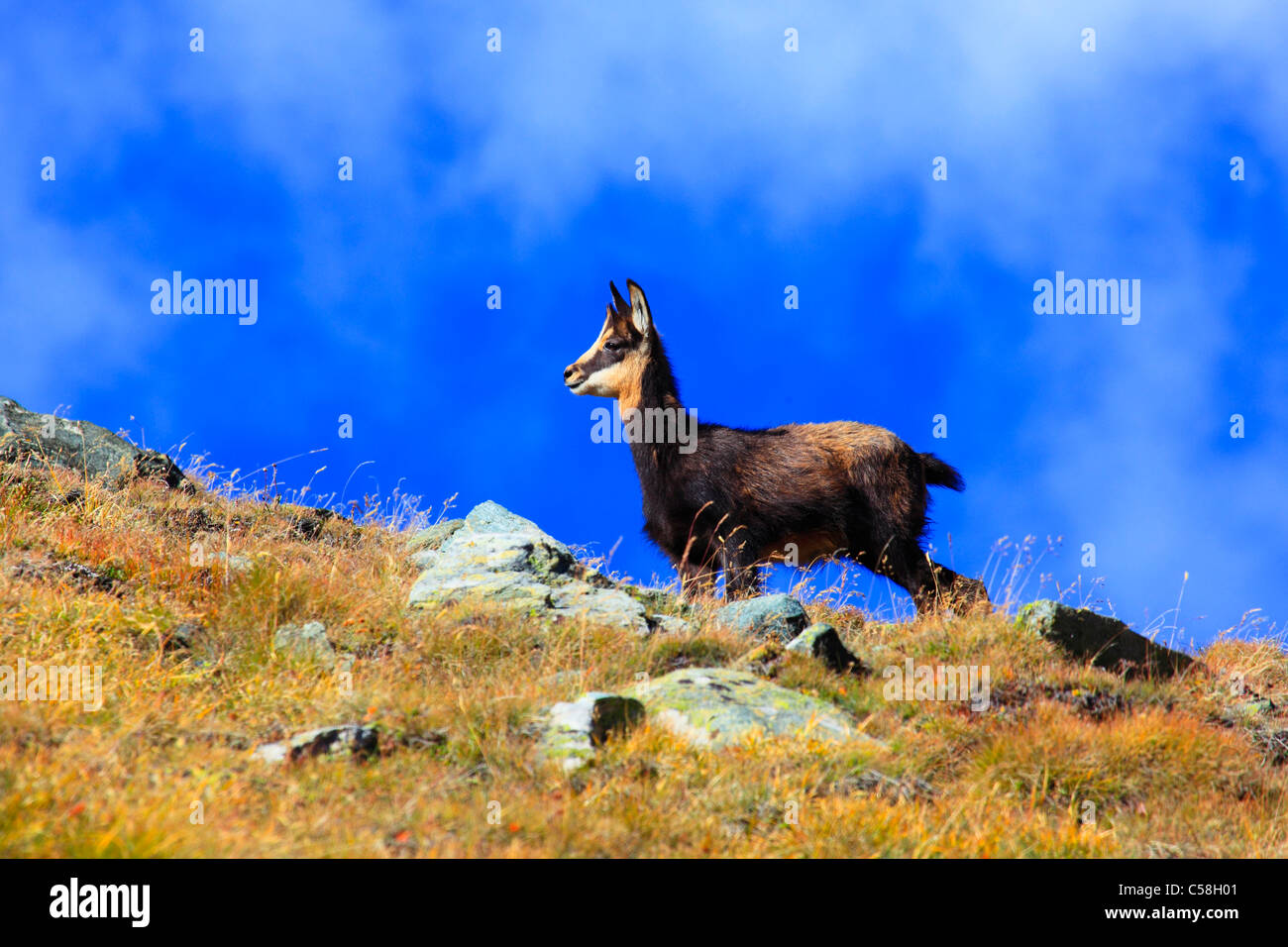 1, Alps, fauna, Alpine fauna, baby, mountains, mountain fauna, mountain ...