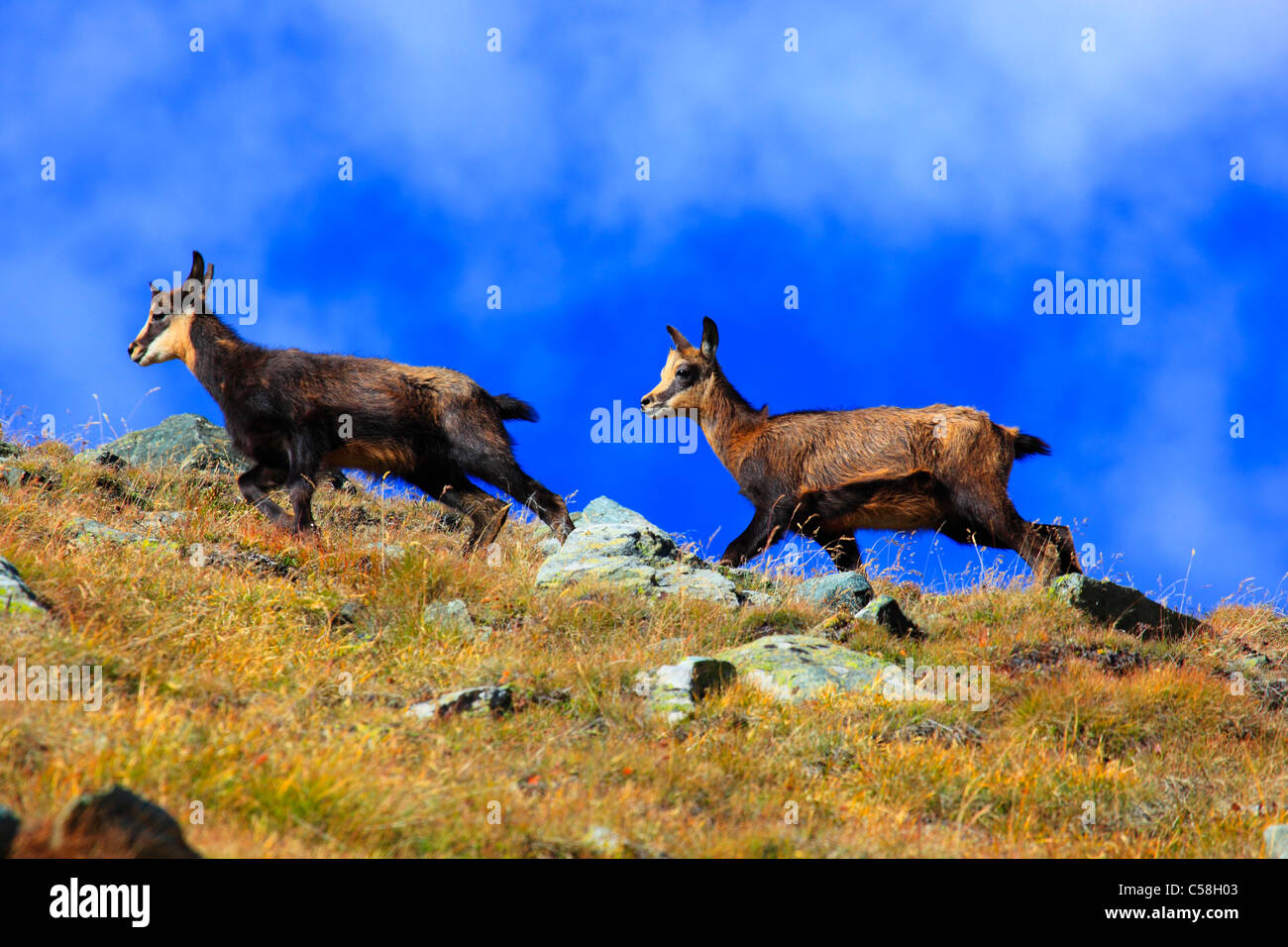 2, Alps, fauna, Alpine fauna, baby, mountains, mountain fauna, mountain ...