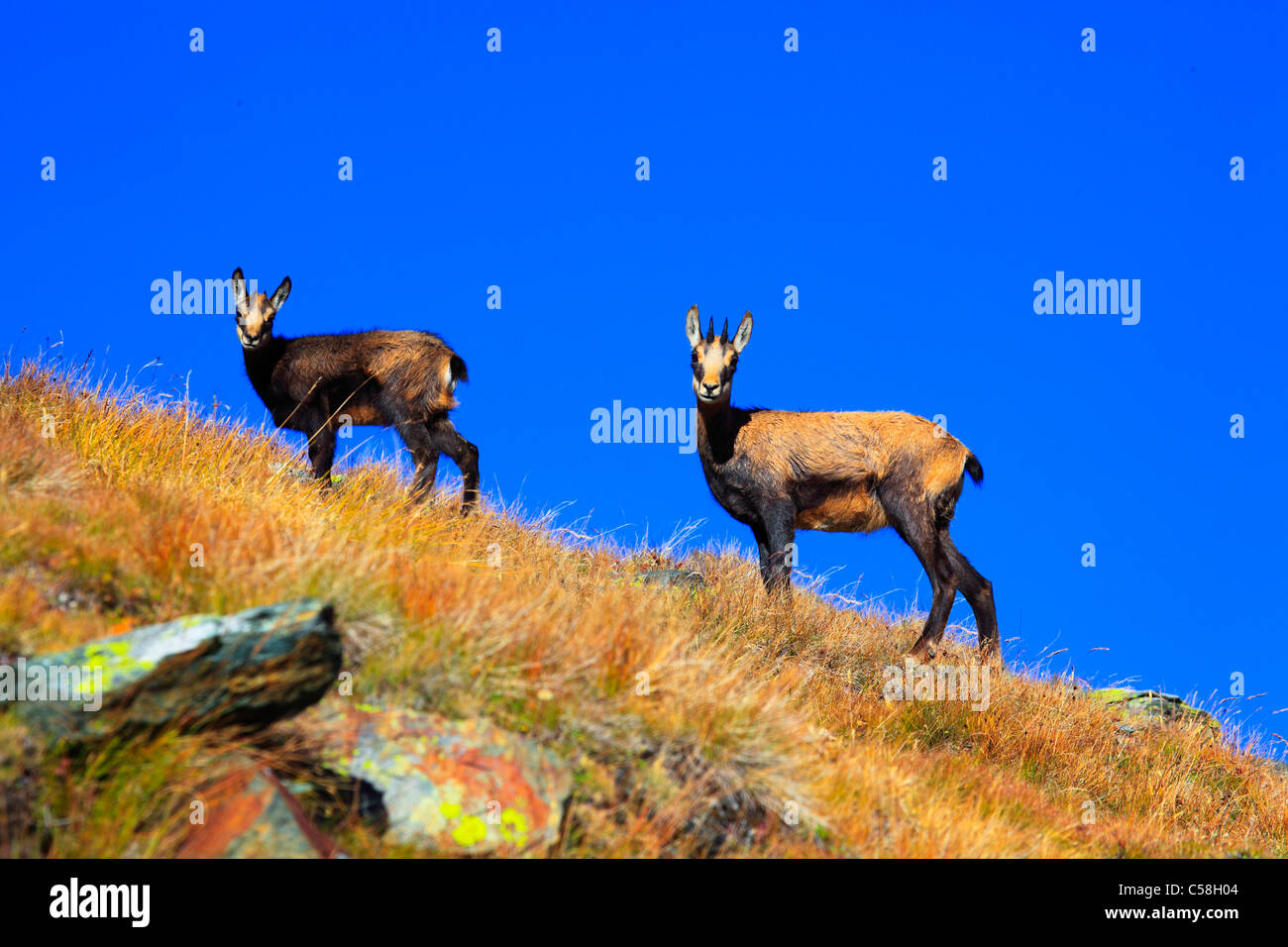 Alps, fauna, Alpine fauna, baby, mountains, mountain fauna, mountain ...
