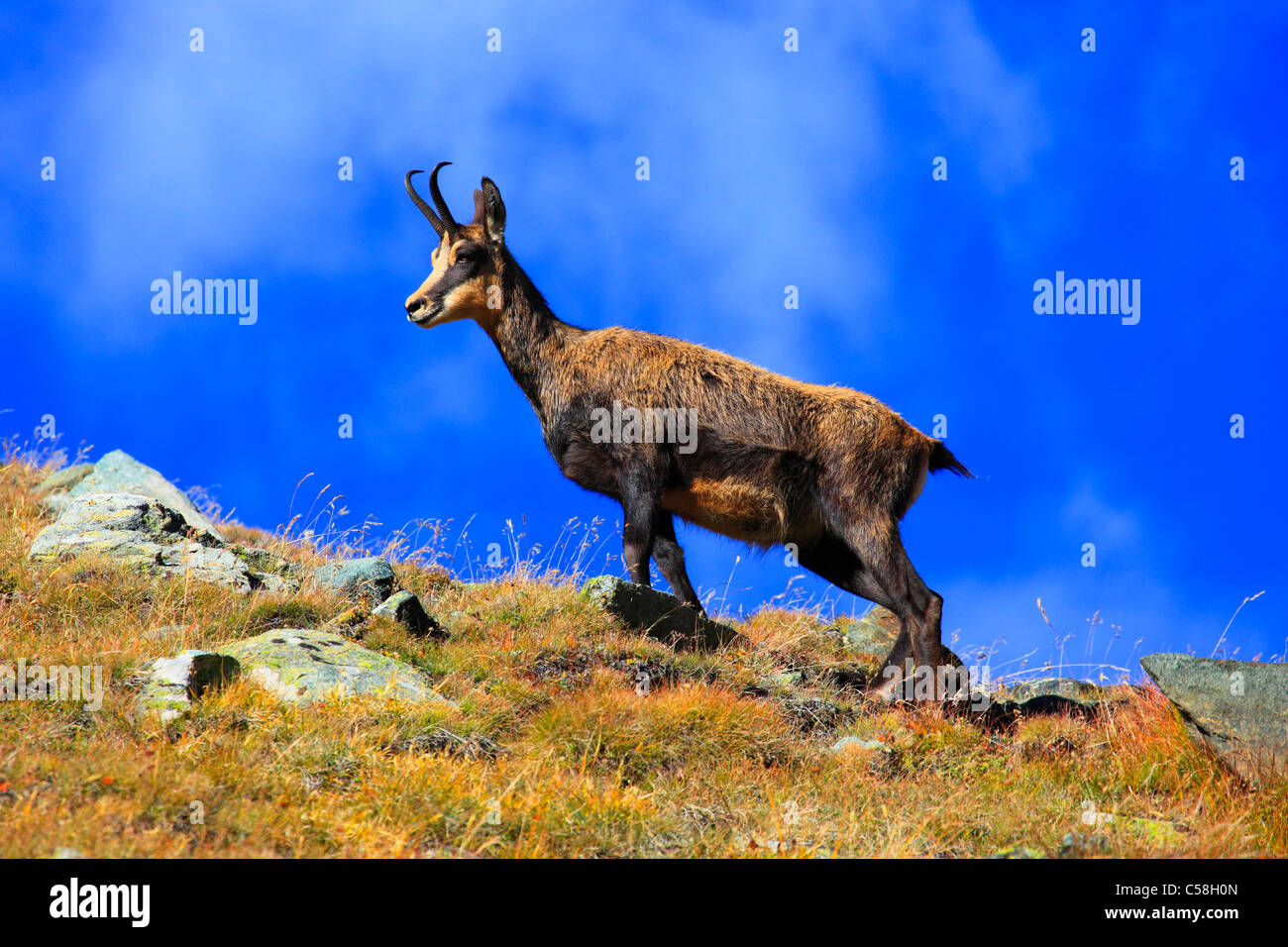 1, Alps, fauna, Alpine fauna, mountains, mountain fauna, mountain world ...