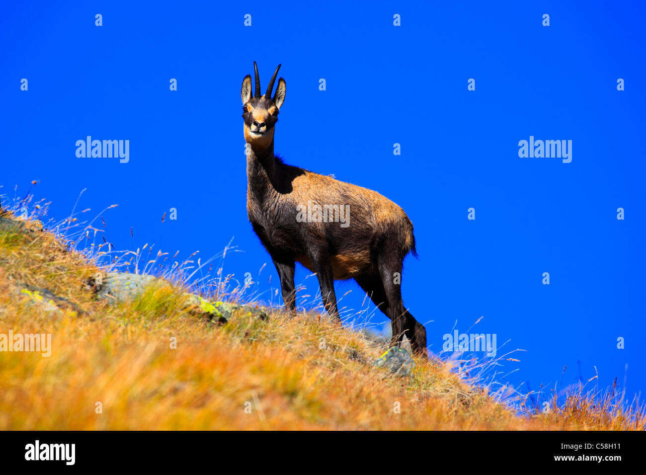 1, Alps, fauna, Alpine fauna, mountains, mountain fauna, mountain world ...