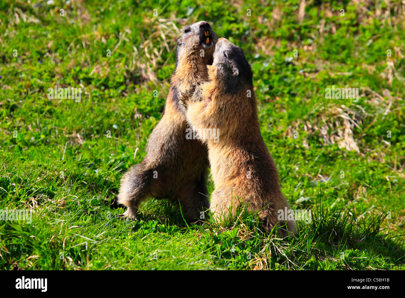 2, Alp, Alps, Murmetier, Alpine fauna, Alpine groundhog, Alpine ...