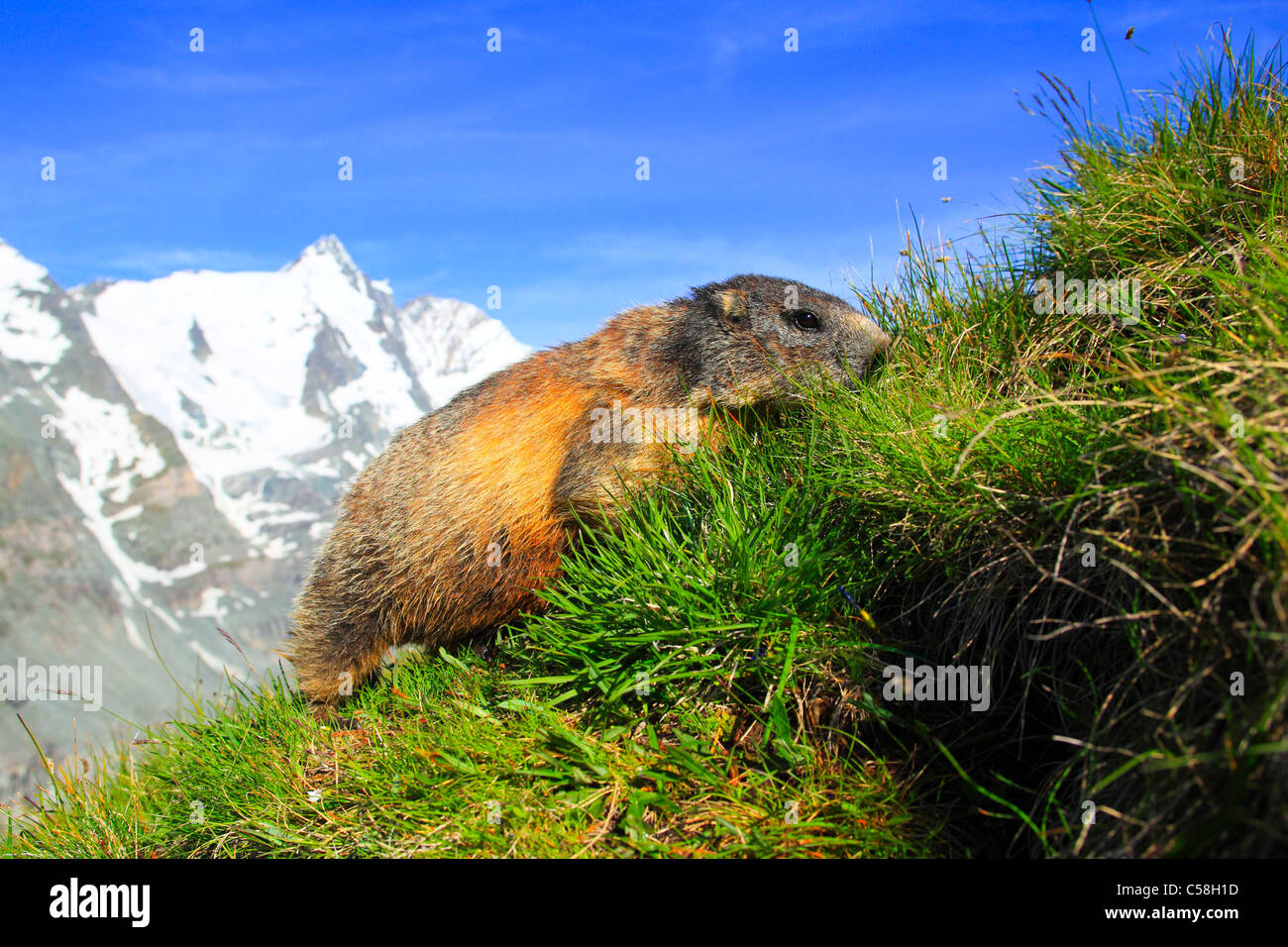 Stand high alpine hi-res stock photography and images - Alamy
