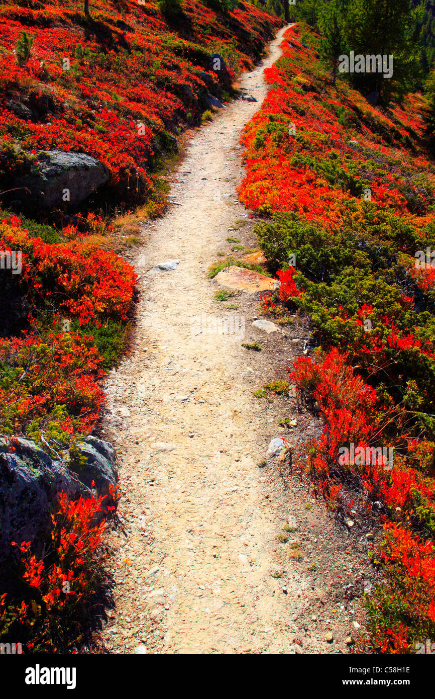 Alpine Blueberry High Resolution Stock Photography and Images - Alamy