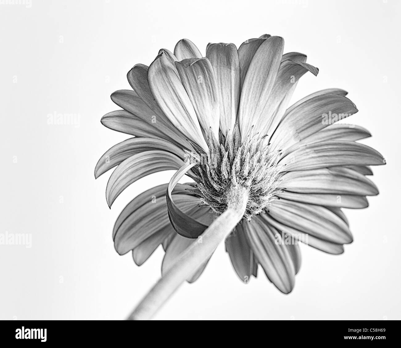 Closeup of backside Red Gerbera Daisy. Daisy has been converted to ...