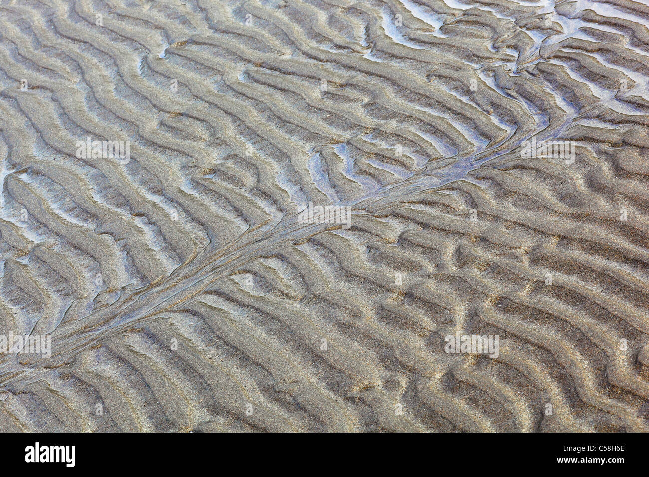 Detail, low, ebb, tide, form, shape, forms, shapes, body of water ...