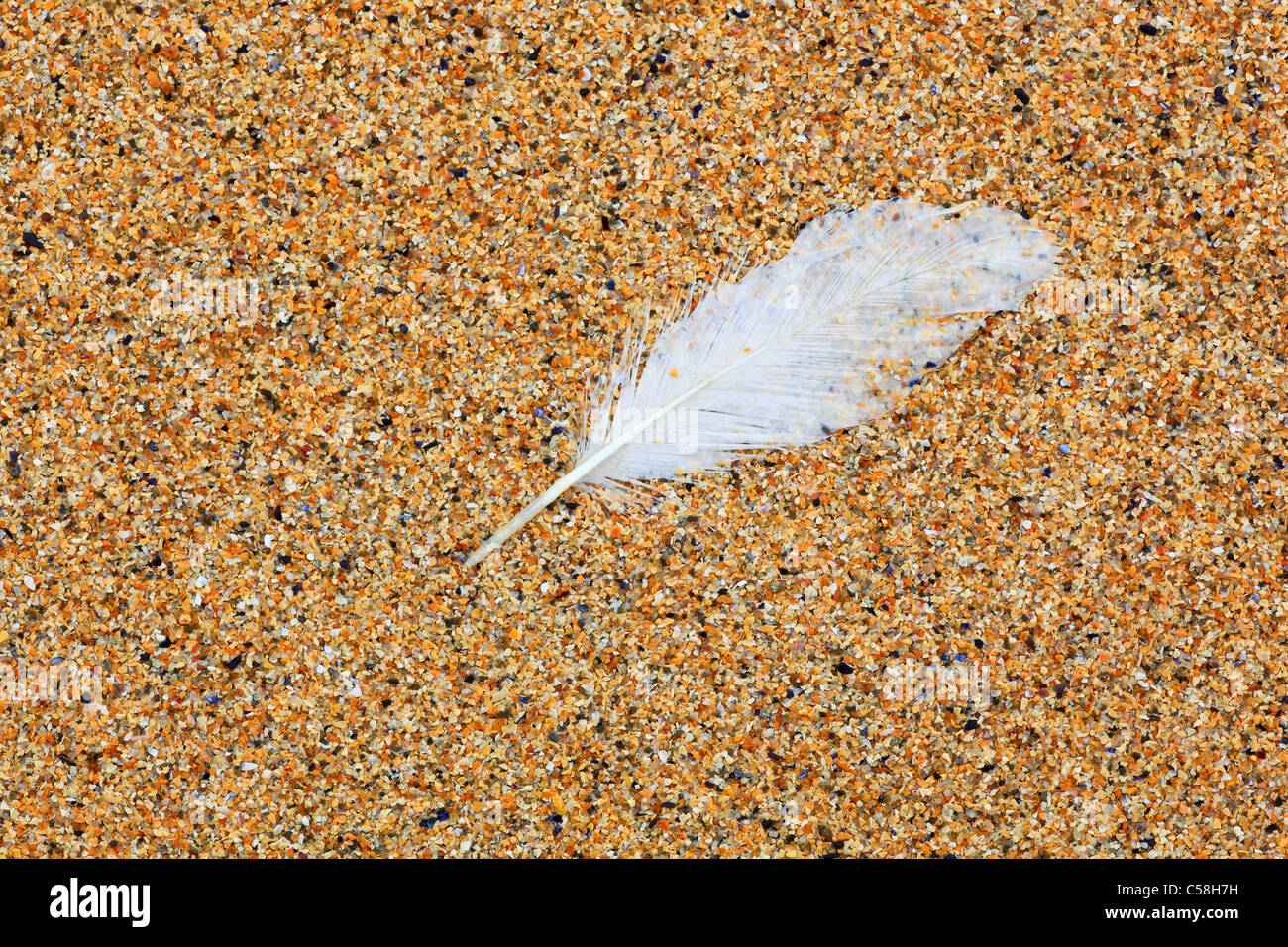 Detail, feather, spring, plumage, body of water, Great Britain ...