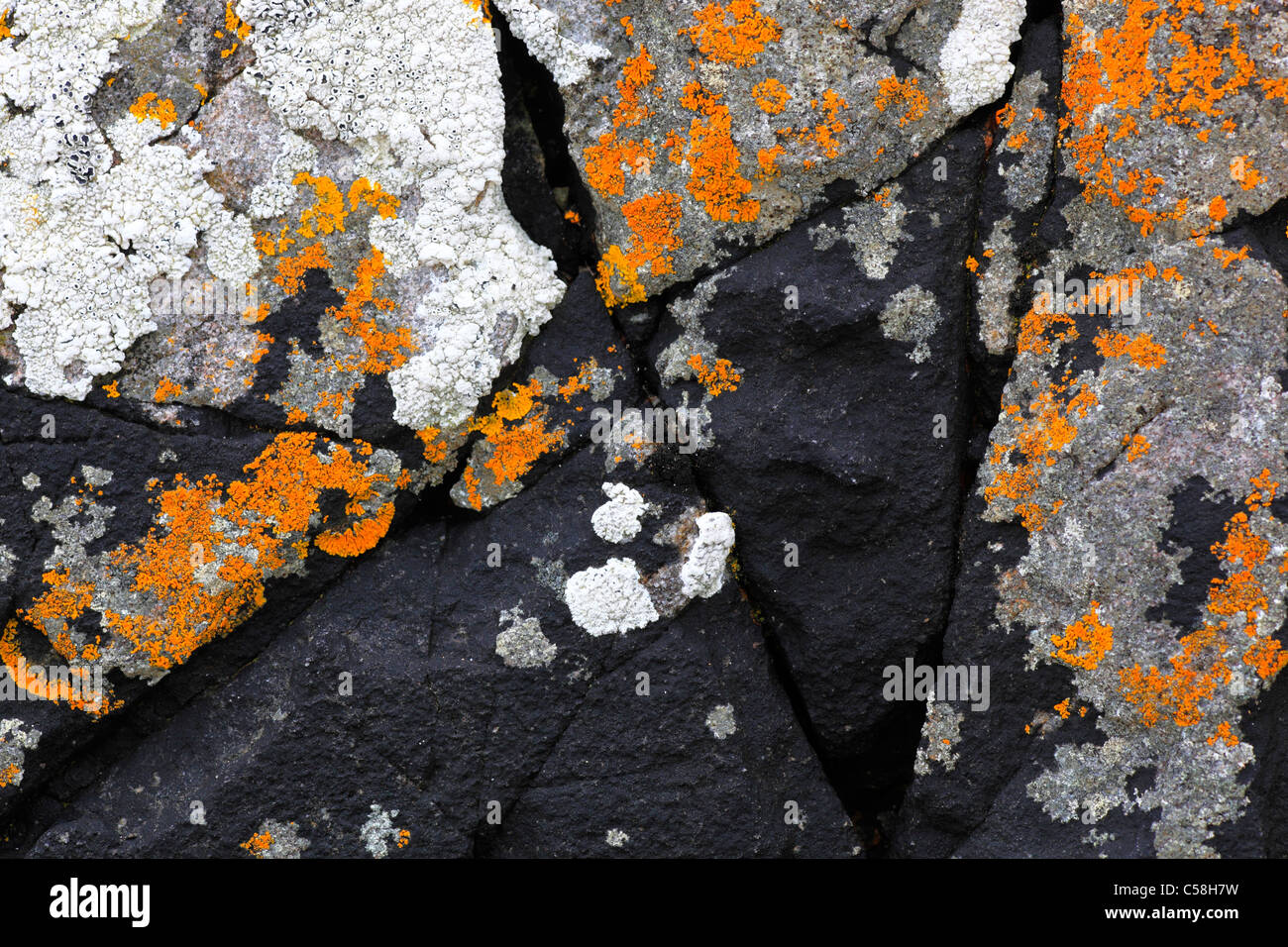 detail, bay, detail, cliff, rock, lichen, lichens, bodies of water ...
