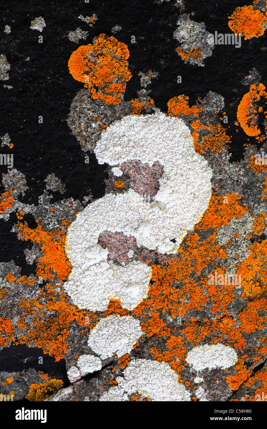 detail, bay, detail, cliff, rock, lichen, lichens, question marks ...