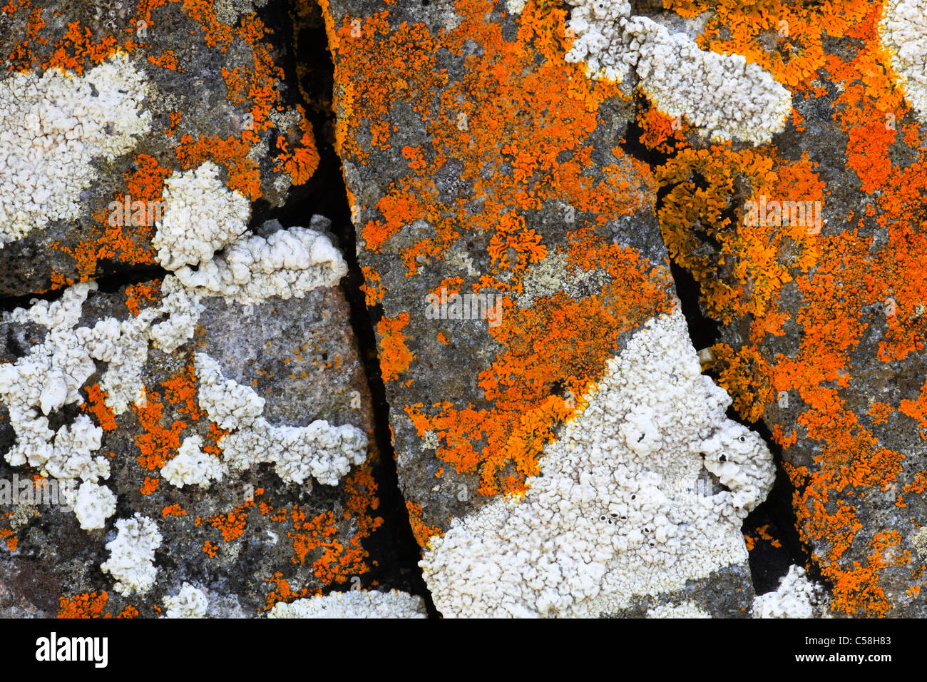 detail, bay, detail, cliff, rock, lichen, lichens, bodies of water ...