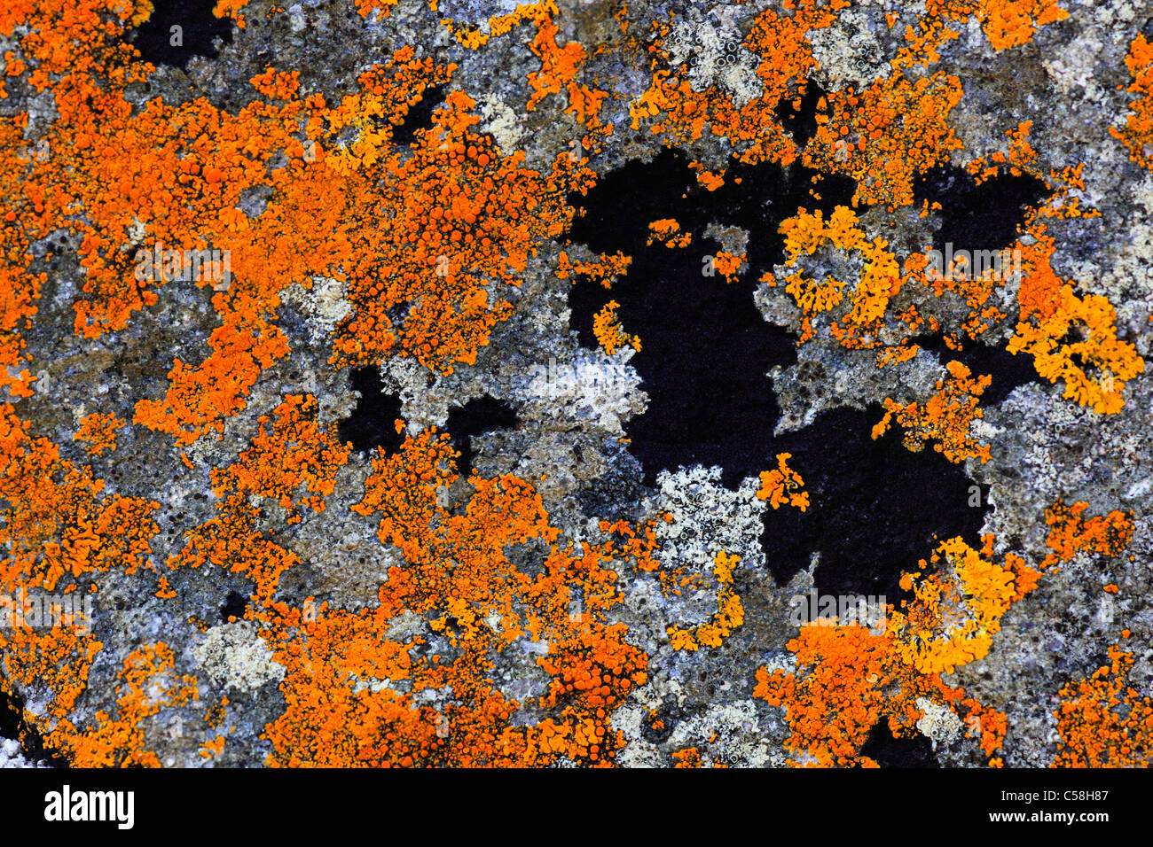 detail, bay, detail, cliff, rock, lichen, lichens, bodies of water ...