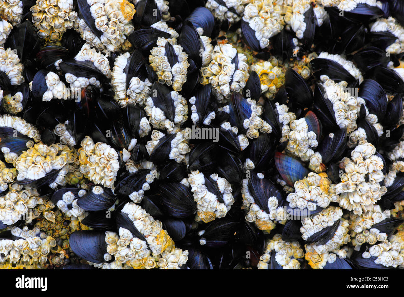 Rotten Mass High Resolution Stock Photography and Images - Alamy