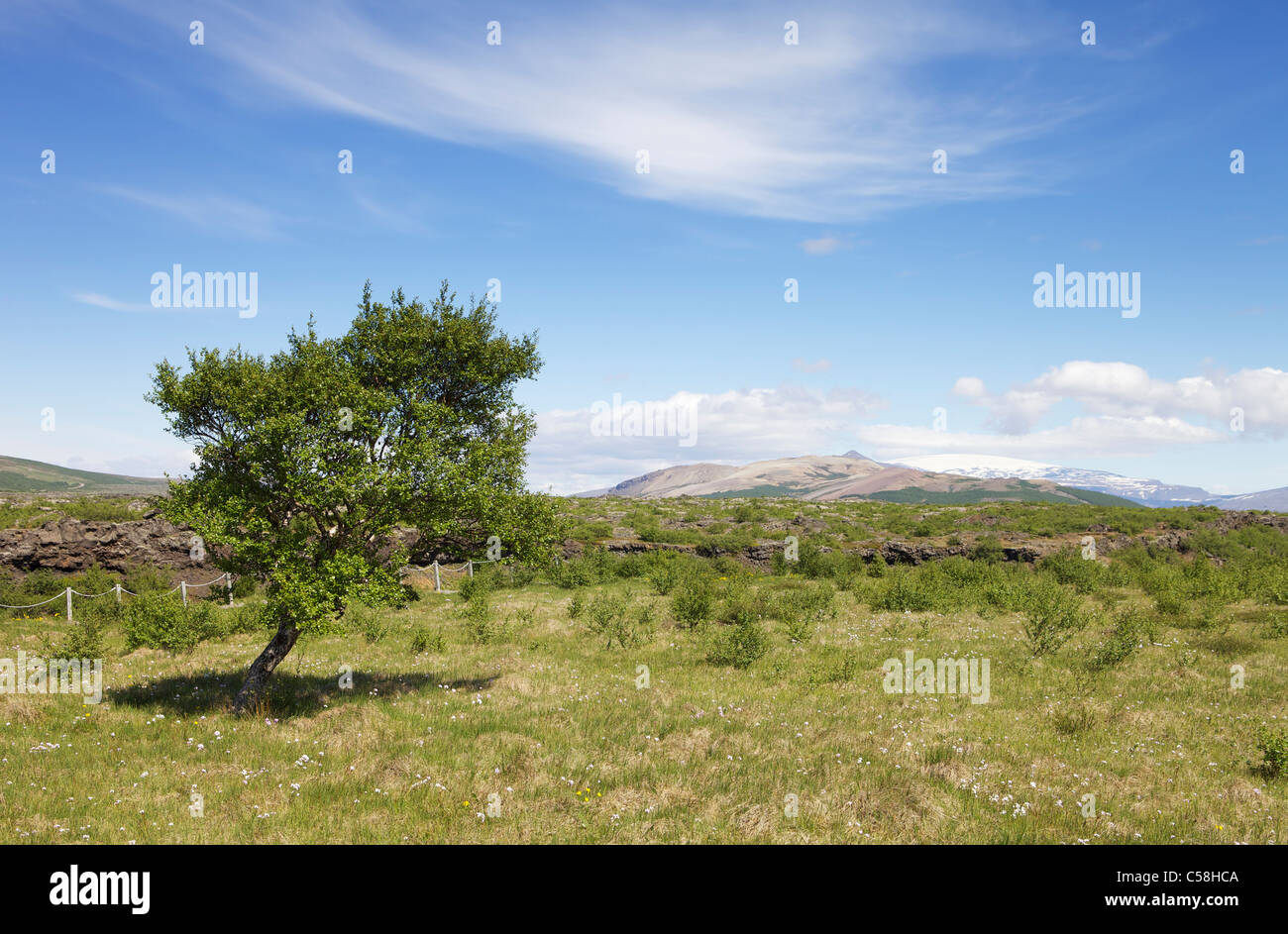 Iceland tree hi-res stock photography and images - Alamy