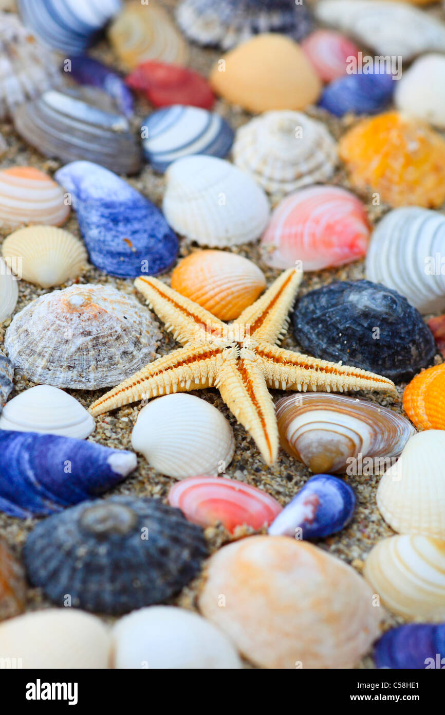 1, 5, arm, biodiversity, detail, Great Britain, coast, macro, mass, sea ...