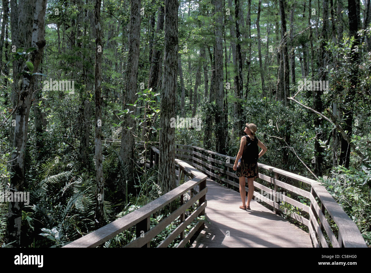 Corkscrew swamp sanctuary hi-res stock photography and images - Alamy