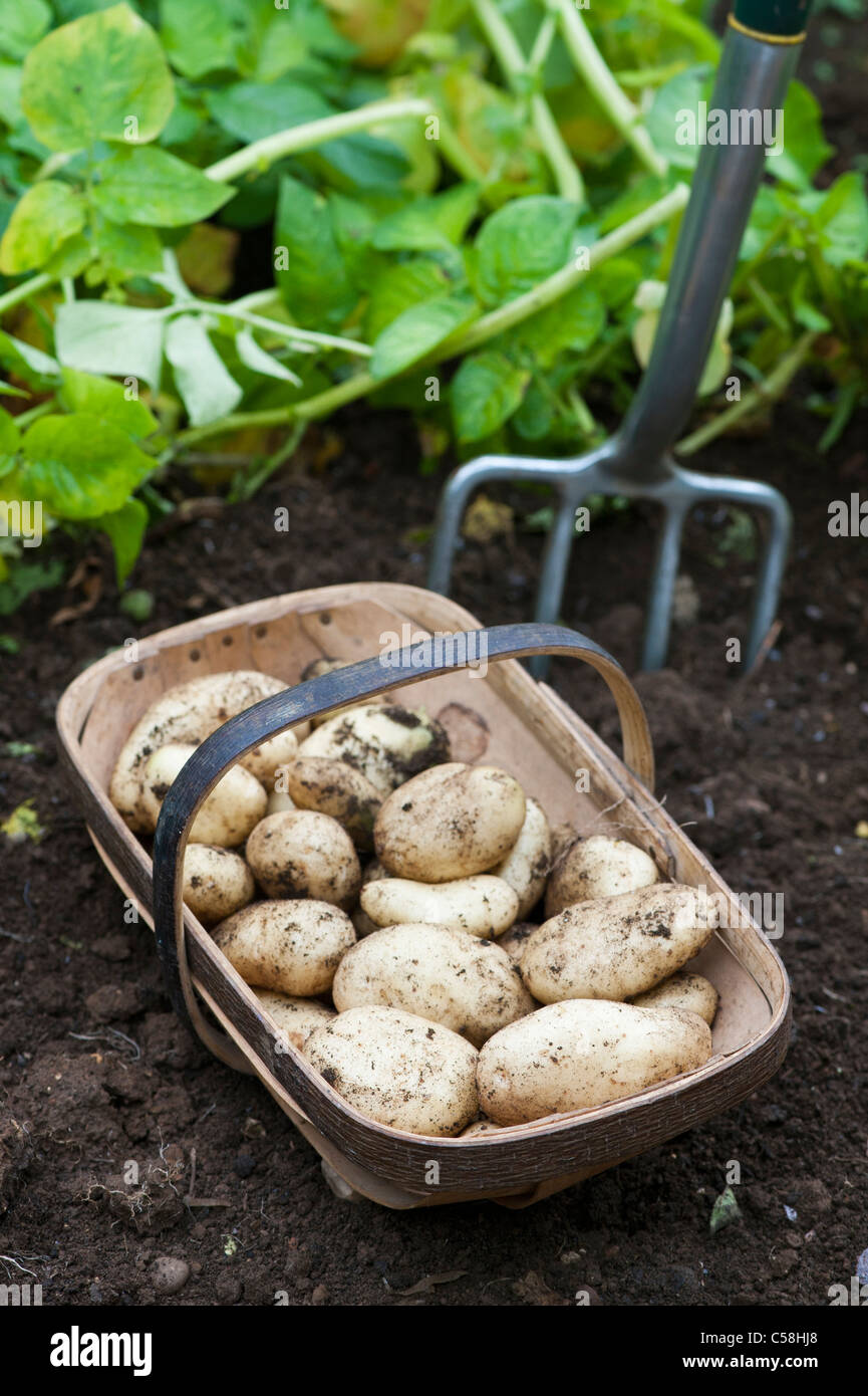 Potato ‘sharpes express’ hi-res stock photography and images - Alamy