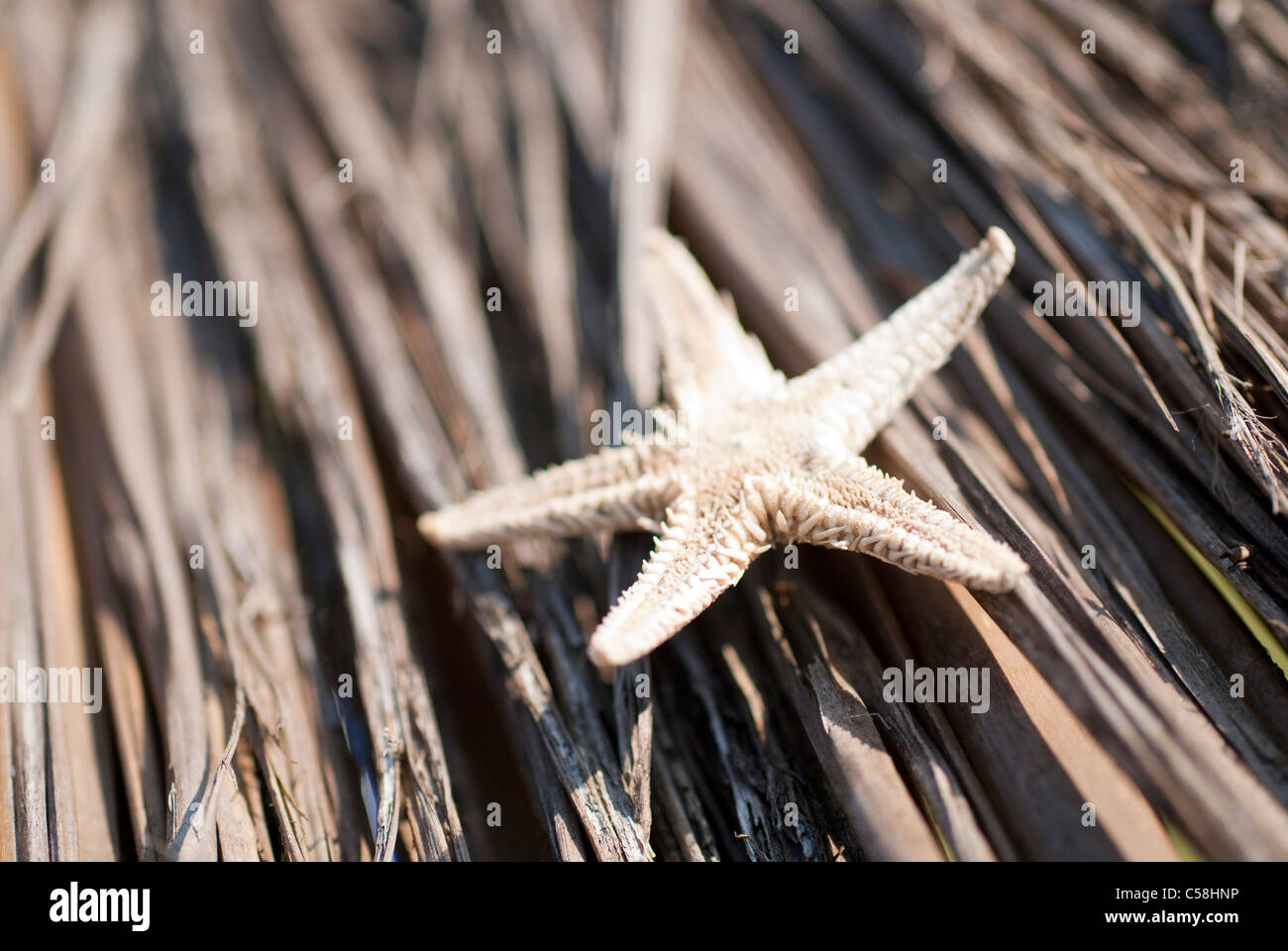 Sun dried starfish hi-res stock photography and images - Alamy