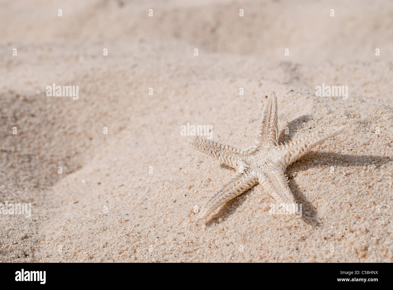 Sun seastar hi-res stock photography and images - Alamy