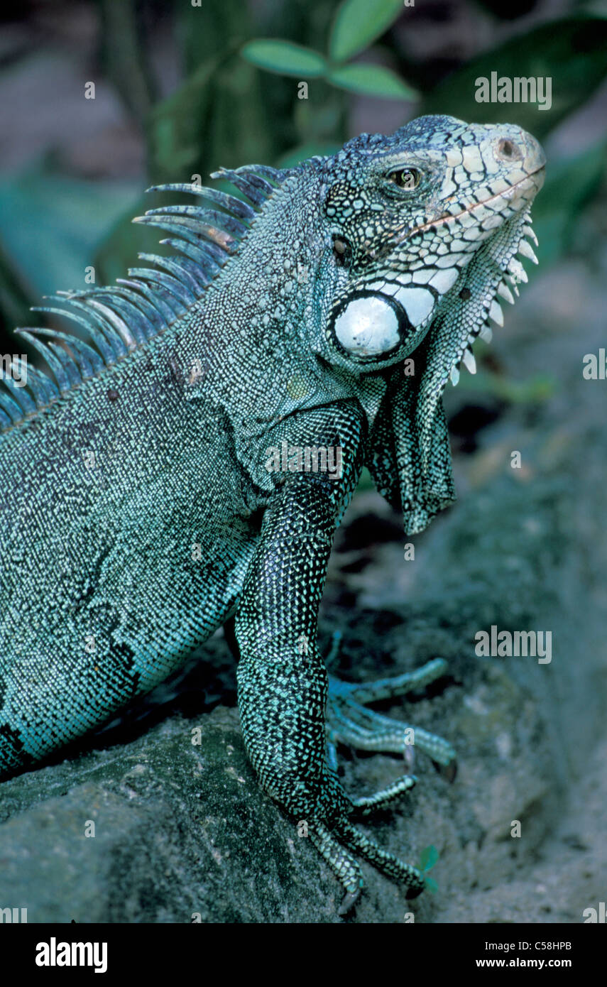 Iguana, Amazonia, Brazil, South America, animal Stock Photo - Alamy