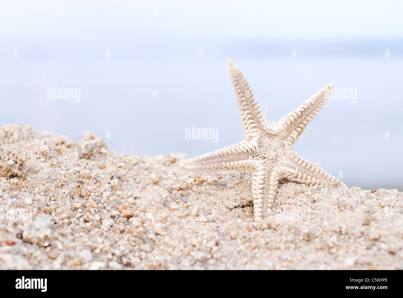 Happy star fish hi-res stock photography and images - Alamy