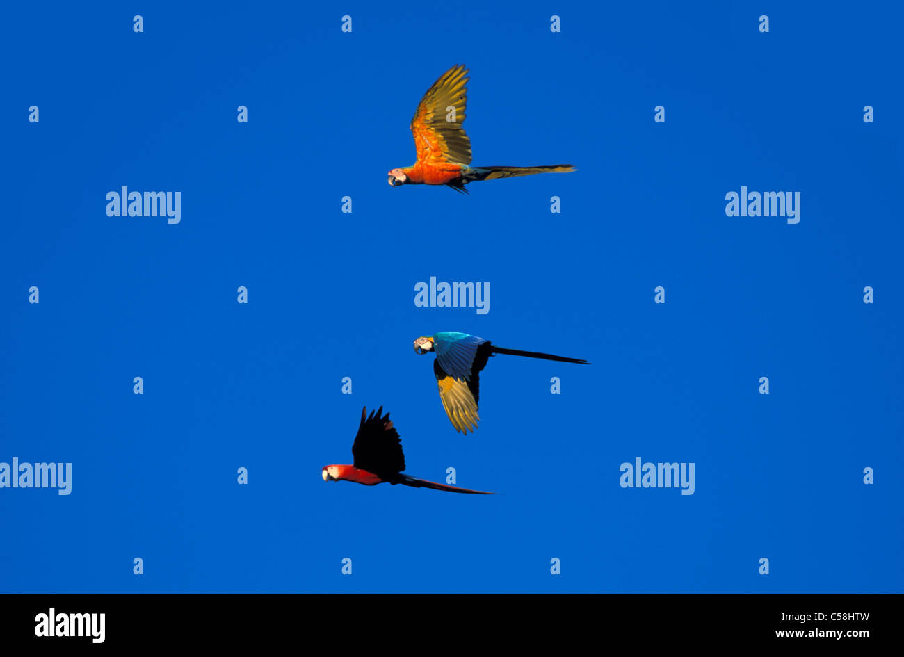 Flying Macaw, parrot, s, Rio Negro, near Manaus, Amazonia, Brazil ...