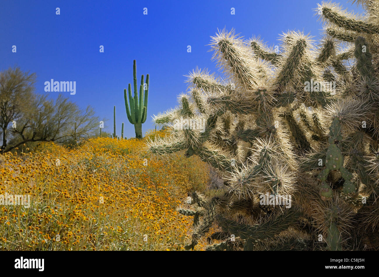 Saguaro, Lost Dutchman, State Park, Apache Junction, USA, United States ...