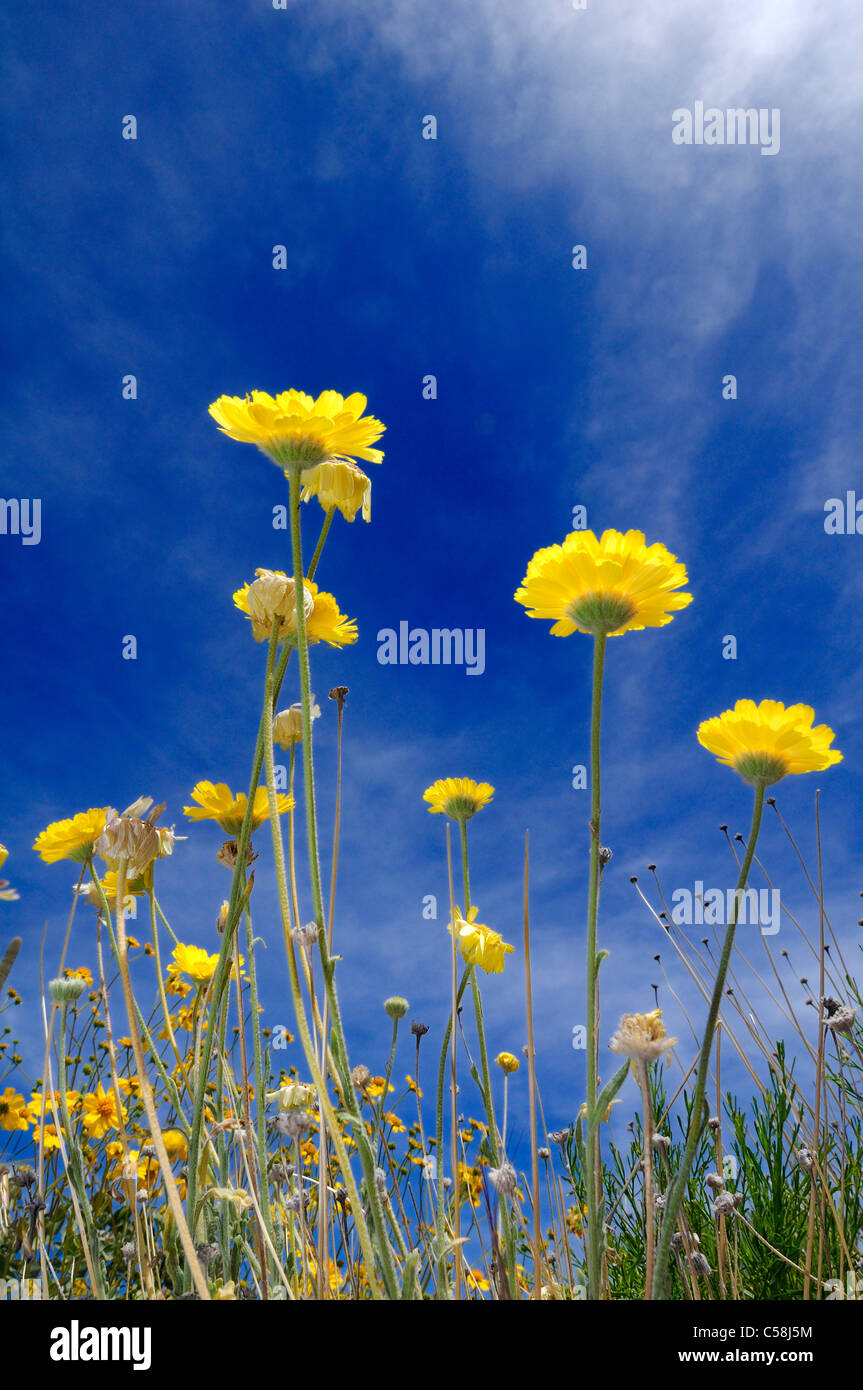 Trail flowers hi-res stock photography and images - Alamy