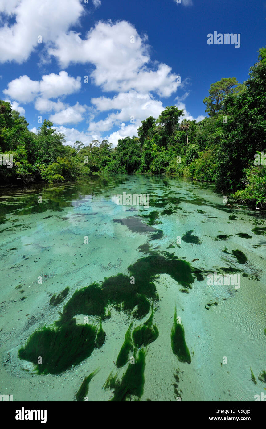 Weeki Wachee River, Weeki Wachee Springs, State Park, Weeki Wachee ...