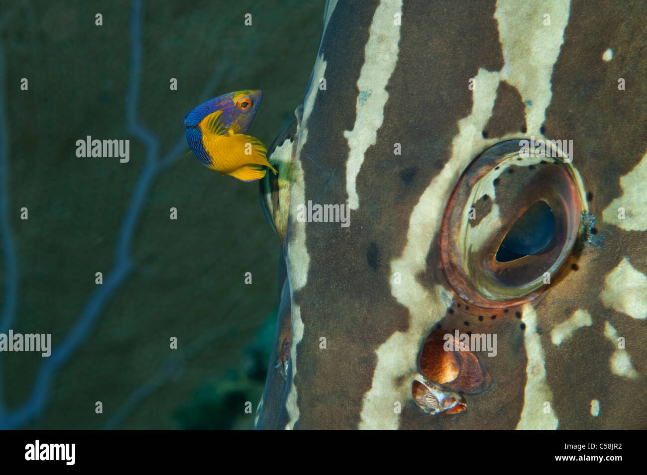 A juvenile Spanish Hogfish cleans a Nassau grouper on a reef in Little ...