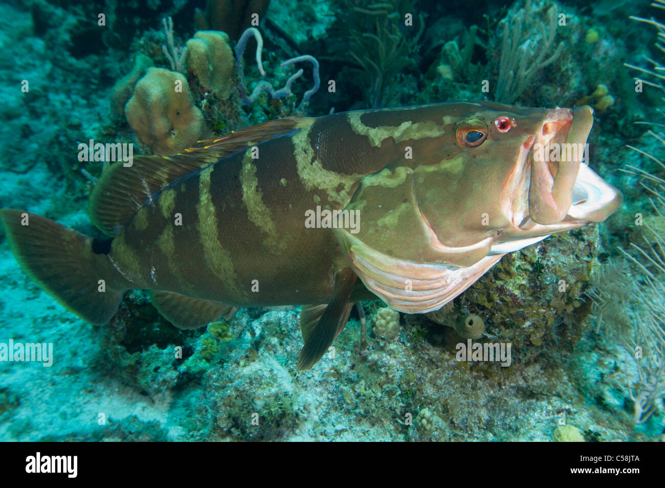 A Nassau grouper with its mouth wide open on a reef in Little Cayman ...