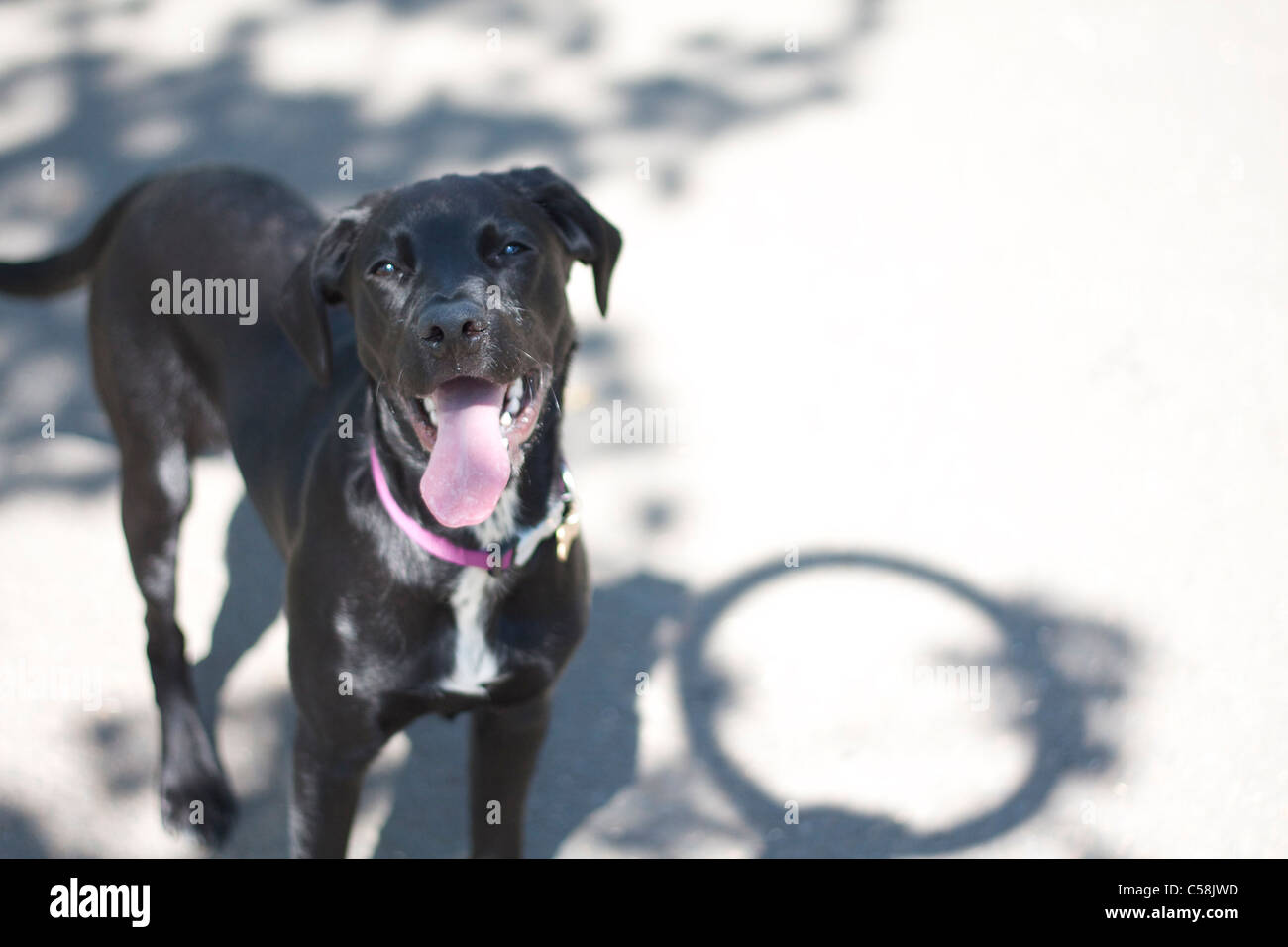 Happy Black and White Dog Chasing Frisbee Stock Photo - Alamy