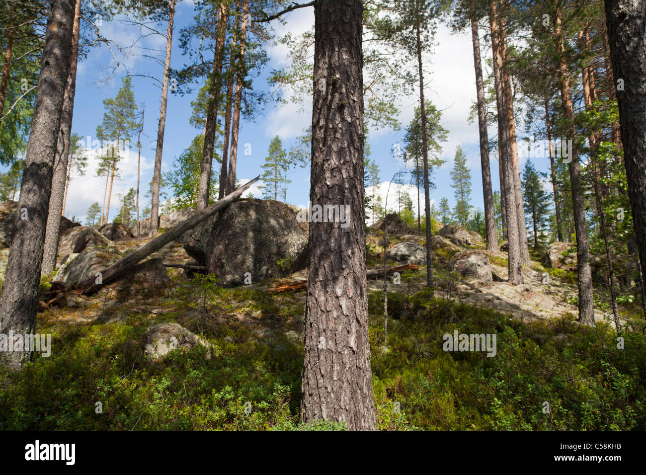 Boreal Species High Resolution Stock Photography and Images - Alamy