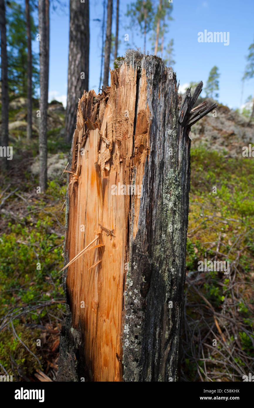 Pitchy pine tree stump in the forest , good material for making fire ...