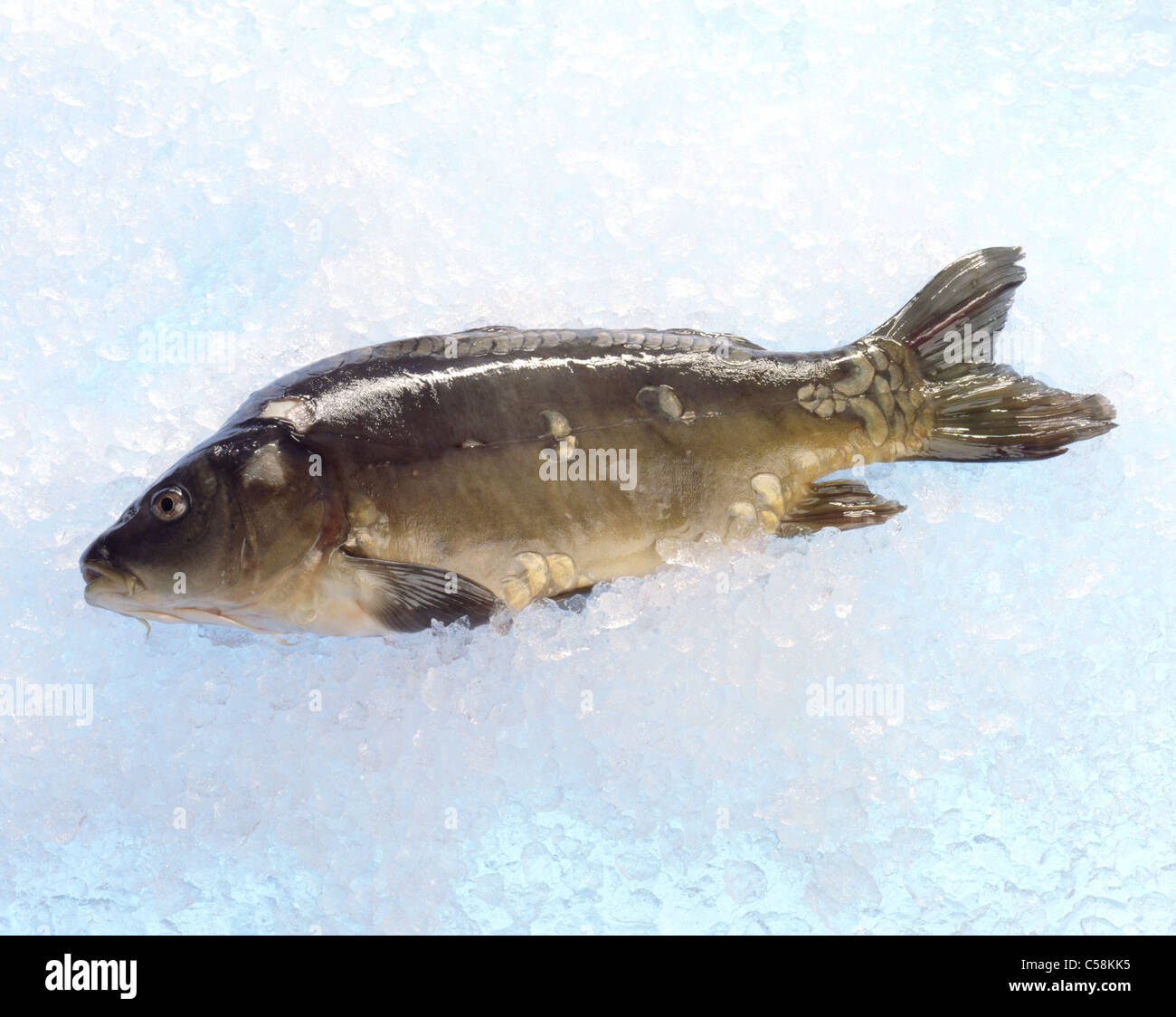 Carp recipes hi-res stock photography and images - Alamy