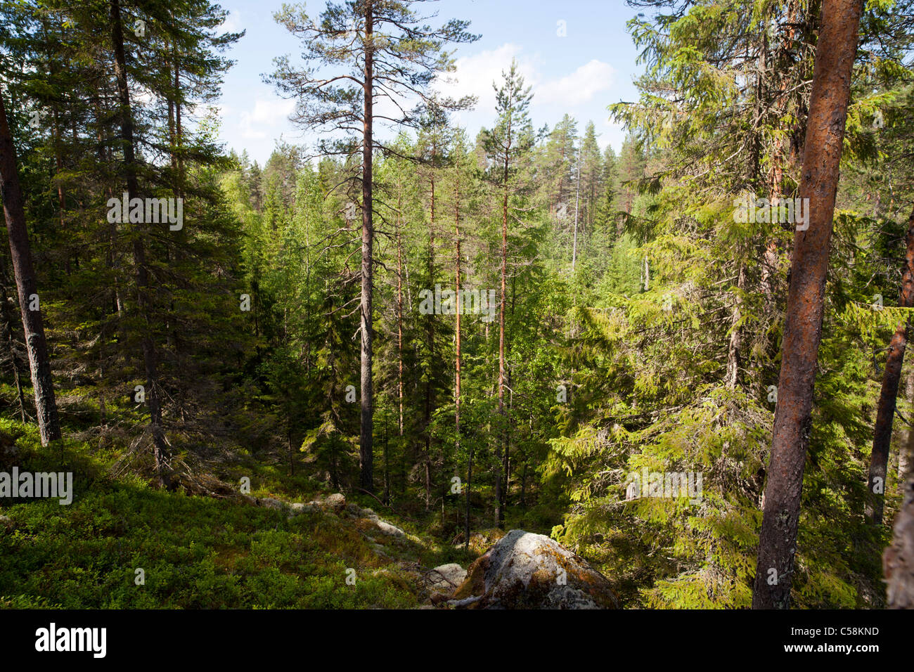 View of taiga forest with pines ( pinus sylvestris ) and spruce ( picea ...