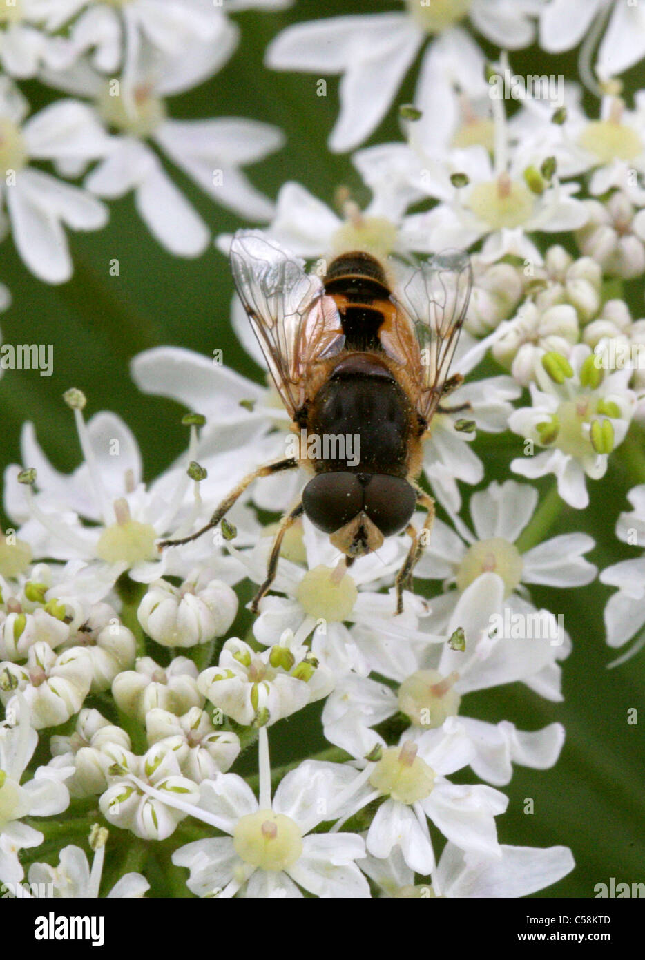 Male Hoverfly, Eristalis arbustorum, Syrphidae, Diptera. Longdeans NR ...