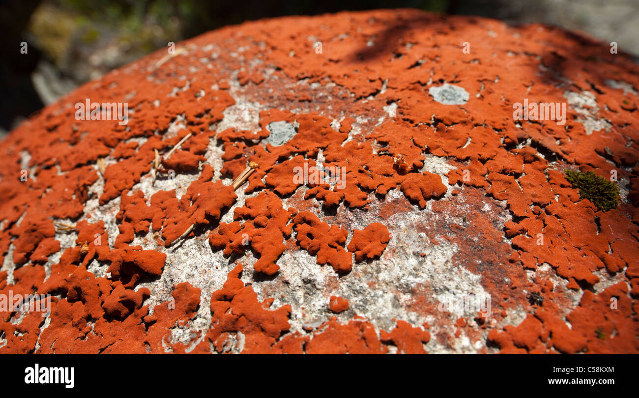 Trentepohlia algae hi-res stock photography and images - Alamy